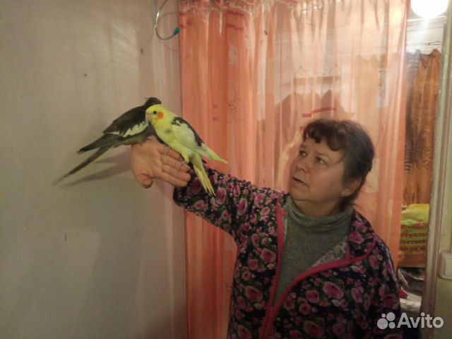 Ручные птенцы кореллы