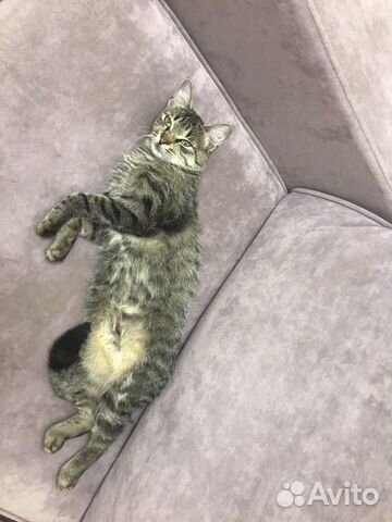 Мурчалка в дар