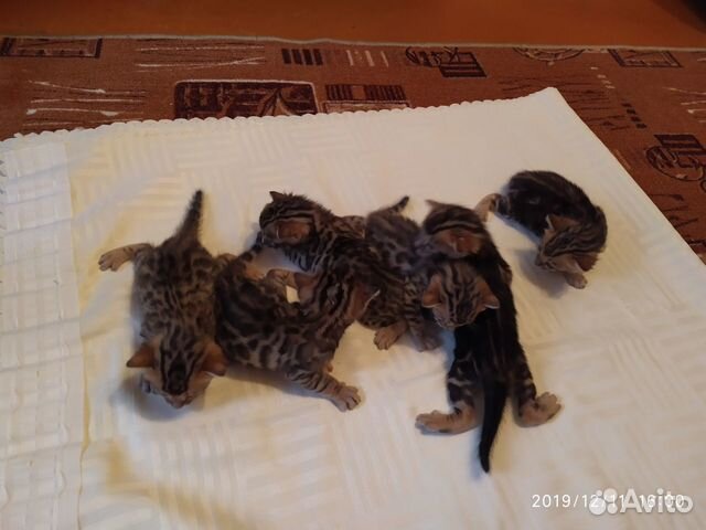 Продаются котятки бенгалы