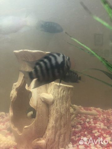 Продаются цихлиды