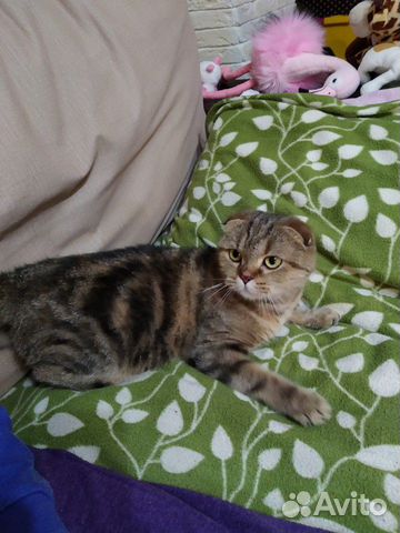 Кошка британская вислоухая