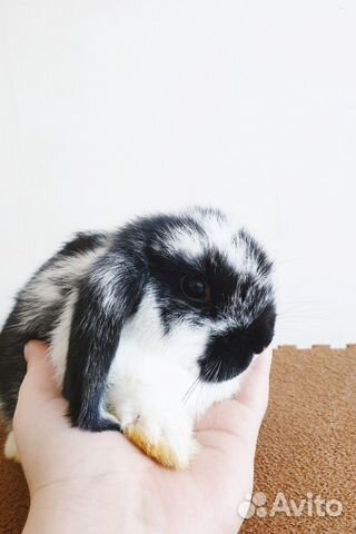 Декоративный кролик карликовый баран