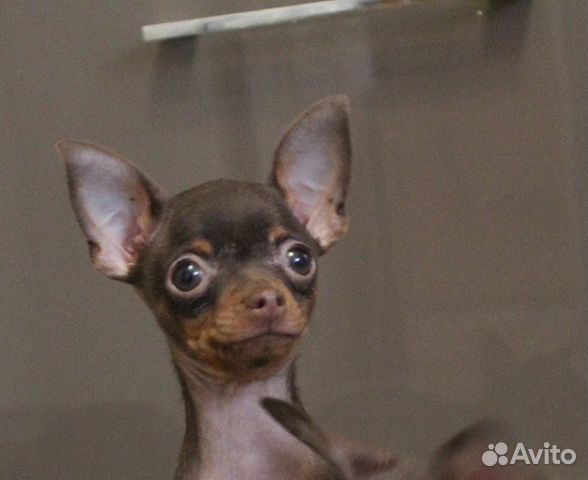 Шоколадный красавец мини. Русский той