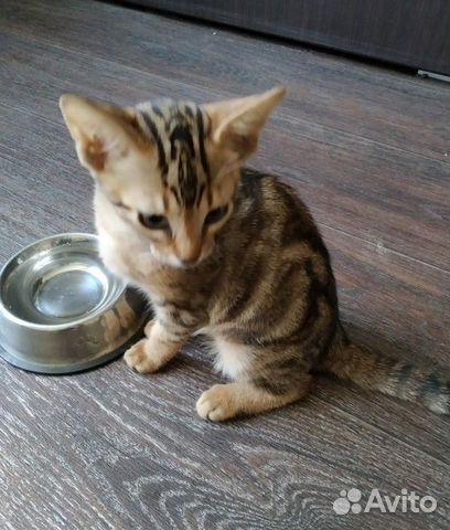 Бенгальская кошечка