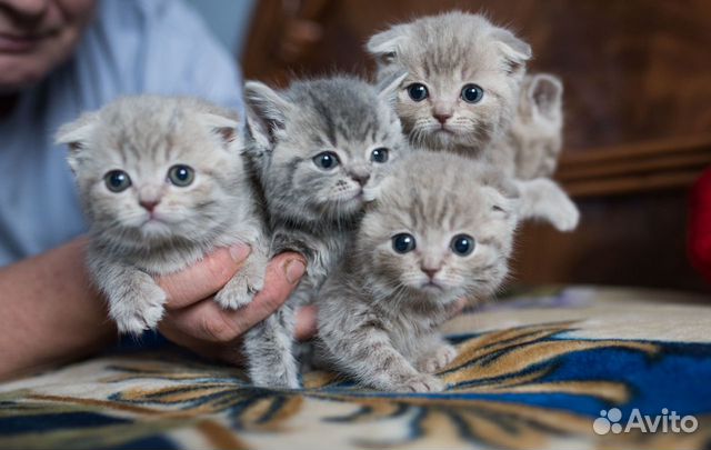 Шотландские вислоухие котятя