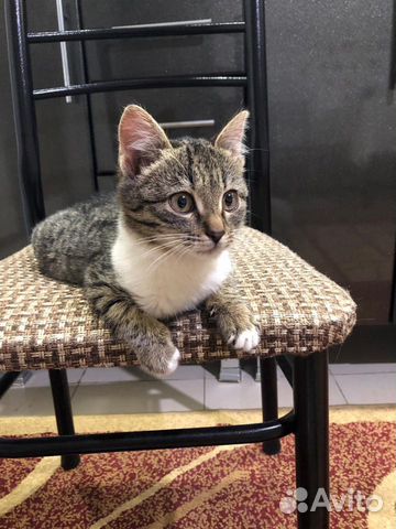 Найден котёнок