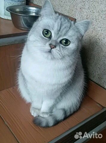 Кошка британская
