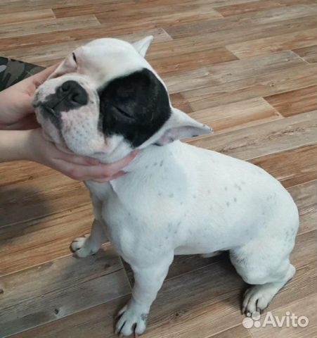 Французский бульдог