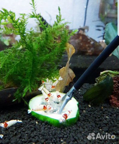 Креветки: красные кристаллы, тайвани, пинто