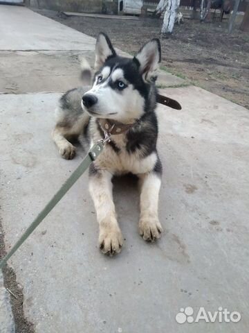 Хаска девочка