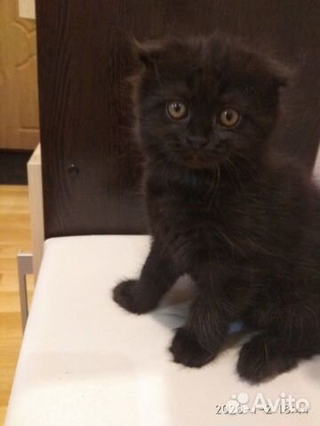 Котята шотландцы
