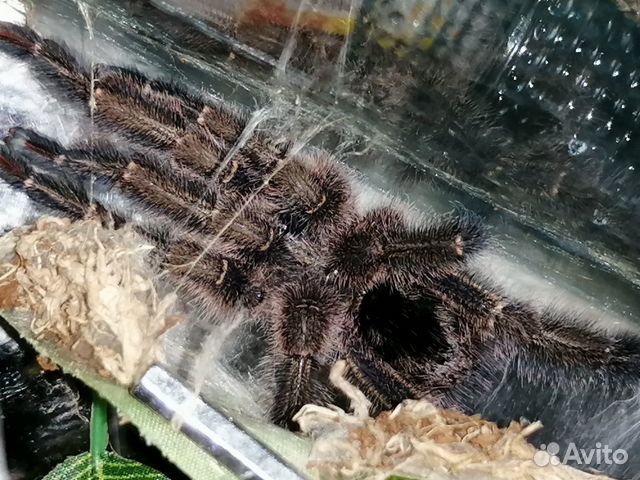 Пауки и скорпион