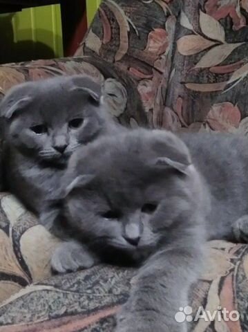 Британские вислоухие котята