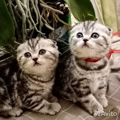 Продаю шотландских вислоухих чистокровных котят