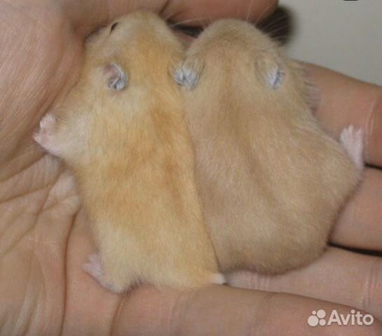 Рыжие Джунгарики