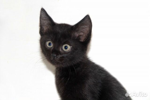 Карликовый Манчкин нестандарт. Long paws Munchkin