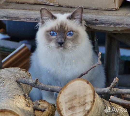 Кошка Священная Бирма