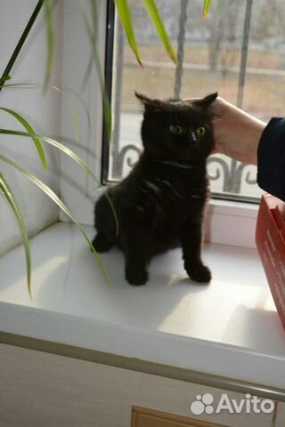 Котенок
