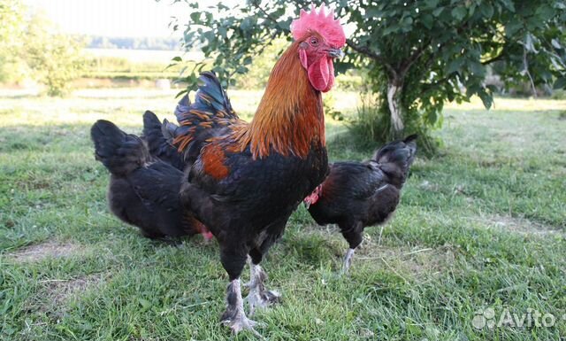 Маран черно-медный