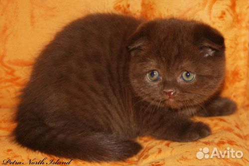 Роскошные котята.Шоколадный заяц и Золотинка