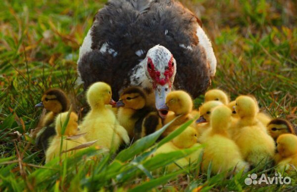 Бройлер, индоутка, бегунок