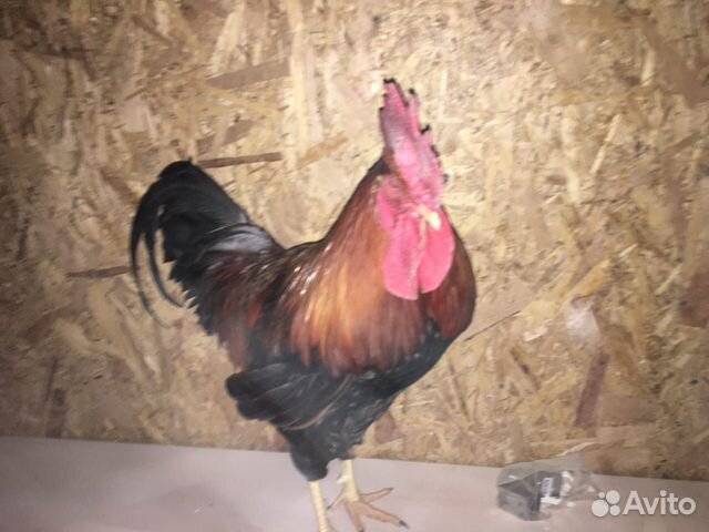 Инкубационное яйцо легбара и вельзумера