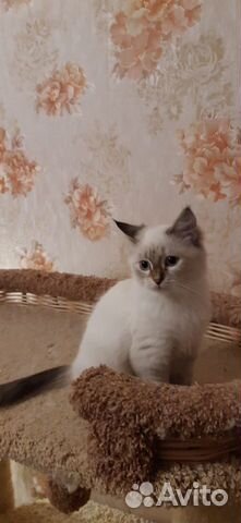 Предлагаем котёнка невской маскарадной