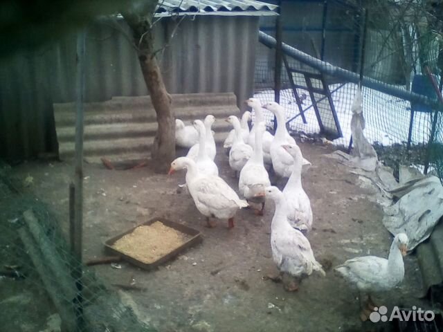 Продаю белых гусей