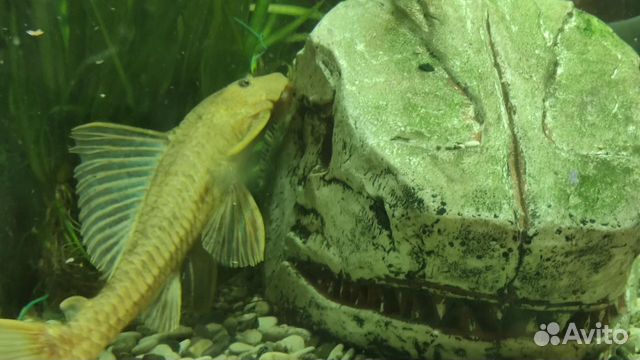 Рыбы аквариумные, лабео, сом парчовый и альбинос