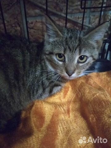 Котенок Кнопа в добрые руки