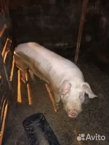 Продаётся хряк