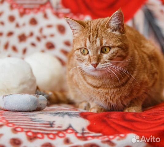 Солнечная Рыжулька