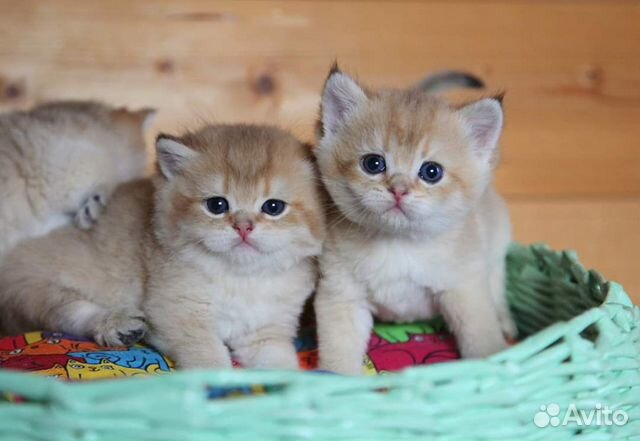 Британские золотистые шиншиллы-котики