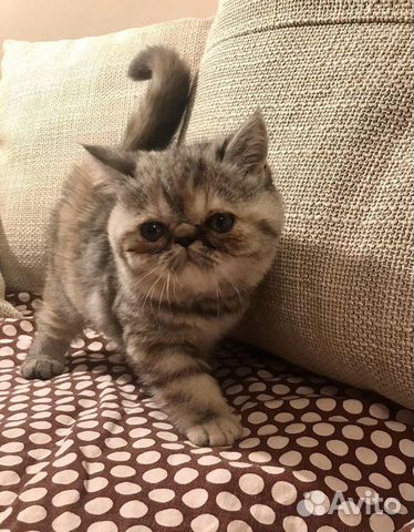 Котёнок экзотической породы