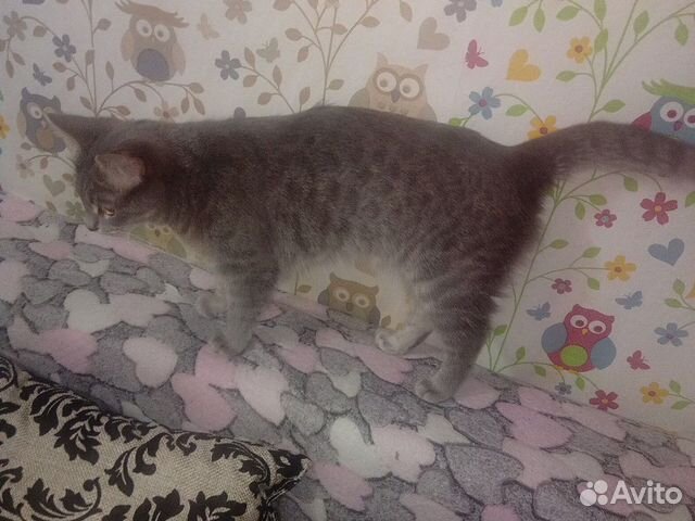 Кошка