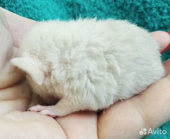 Черноглазые крысята Сиам, Бурмиз (есть Дамбо, REX)