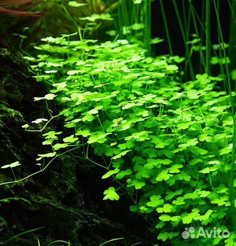 Аквариумные растения. Водоросли