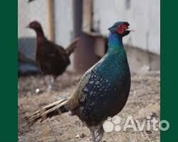 Продам фазанов. Самцы охотничьего и румынского