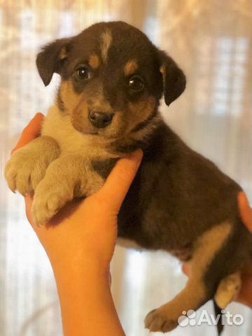 Щенки в хорошие руки