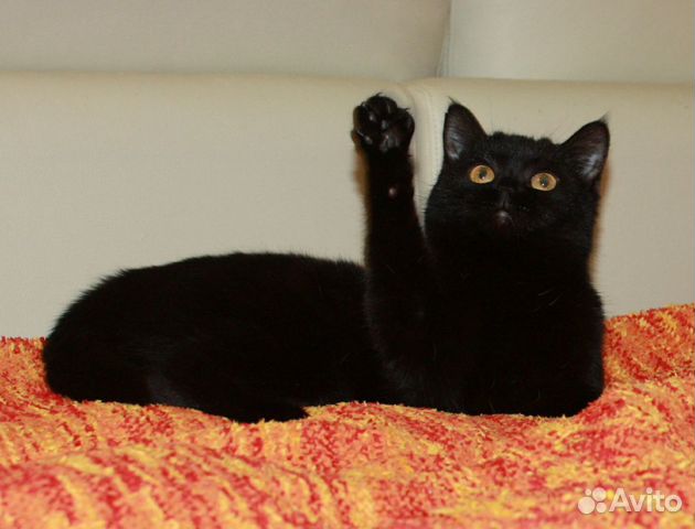 Метис скотиш-страйт только в ответственные руки