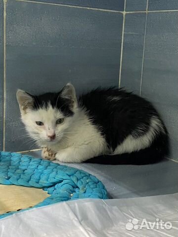 Котёнок бело чёрного окраса 1,5 месяца мальчик