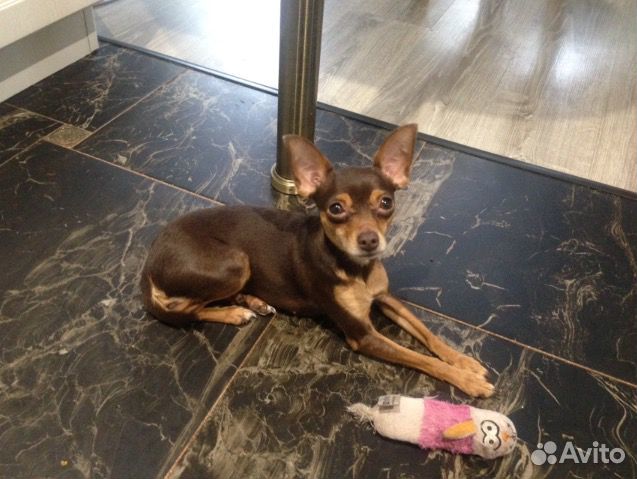 Щенки той терьера