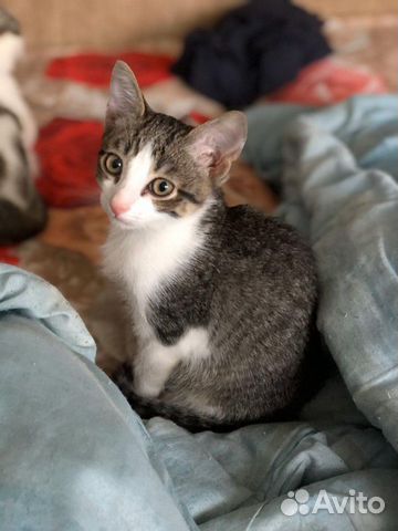 Маленький котёнок ищет хозяина)