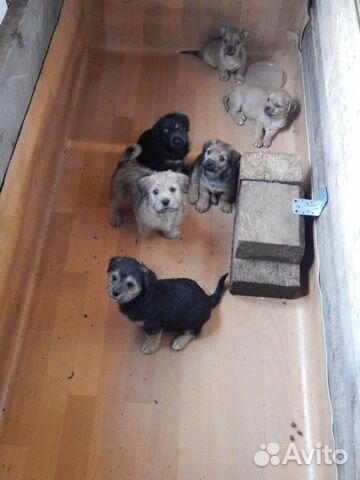 Щенки 2 мес