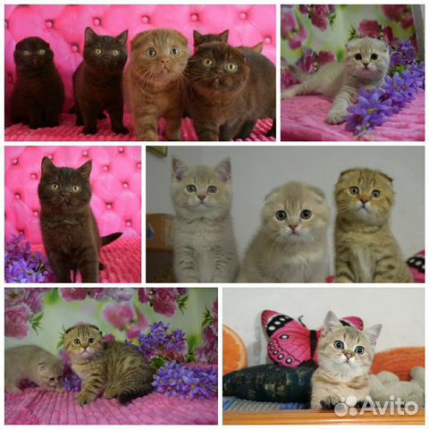 Шотландские котята из пттомника,носители гена цинн