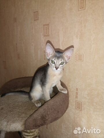 Абиссинский котенок
