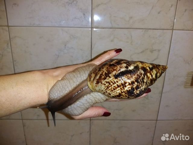 Улитки ахатины