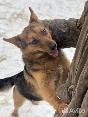 Клепа ищет дом