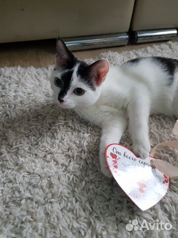 Котёнок/кошка /кошечка