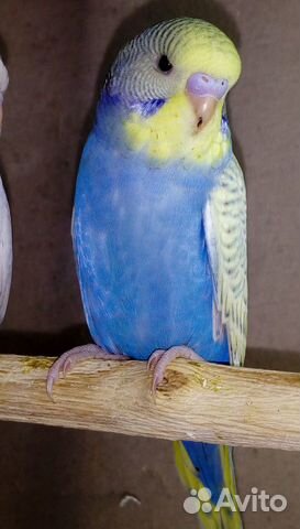 Тёмно - синий попугайчик, птенчик